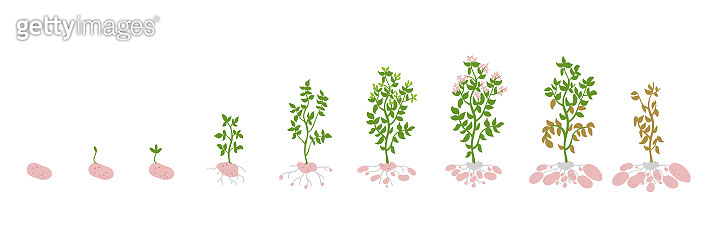 Potato growth stages. Vector Illustration growing plants. Solanum ...