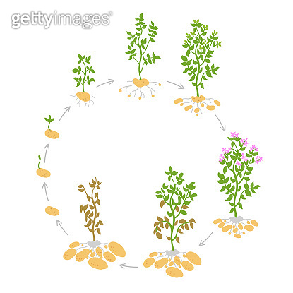 The life cycle crop stages of potato. Vector Illustration. Circular ...