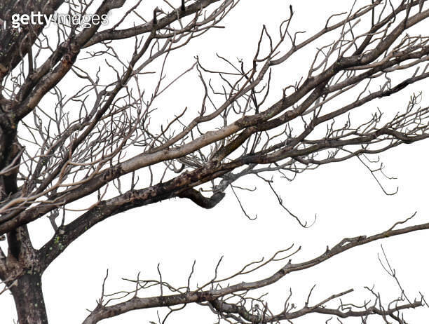Dry dead branch isolated on white background. Object with clipping path ...