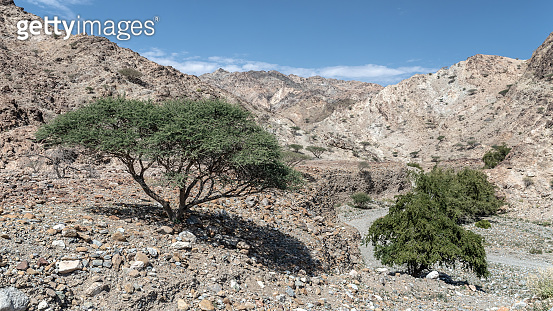Trees growing along a dry river in arid Hajar mountains 이미지 (1145740699 ...