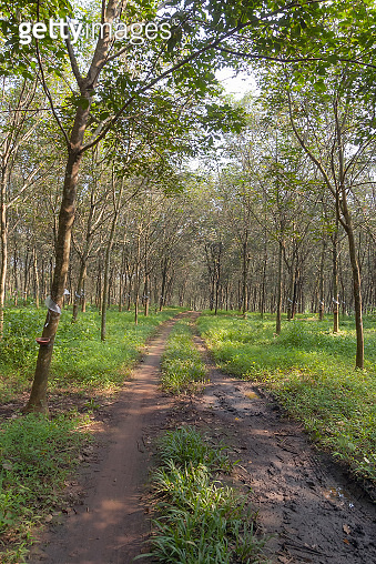 the rubber tree and resin, rubber farms, harvested and work in ...