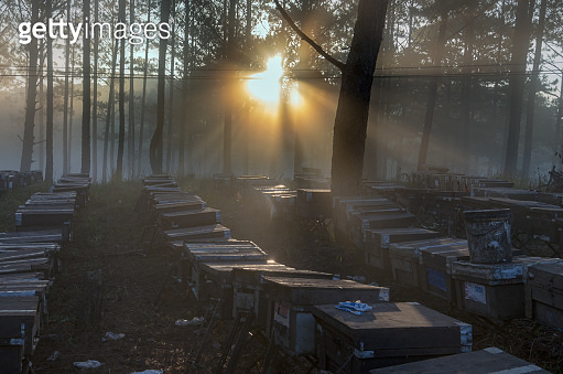 The bee farm, beekeepers, environmental friendly nature. Photo was ...