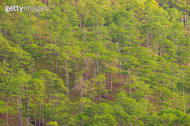 Green pine germ of new vitality in the forest. Photo used for ...