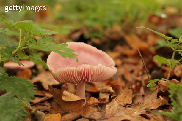 a pink russula mushroom closeup between brown leaves in the forest in ...