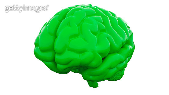 Green Human brain on white background. Anatomical Model, 3d ...