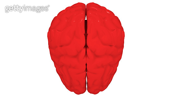 Red Human brain on white background. Anatomical Model, 3d illustration ...