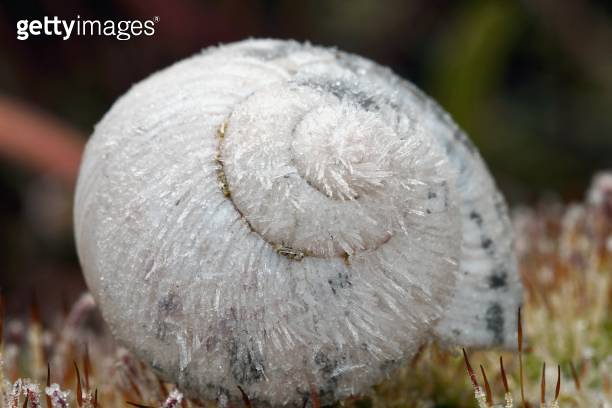 winter of snow crystal on Snail shell of a vineyard snail (1192713712 ...