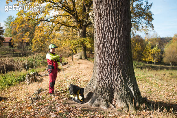 Arborist man preparing for climbing on a tree. The worker with helmet ...
