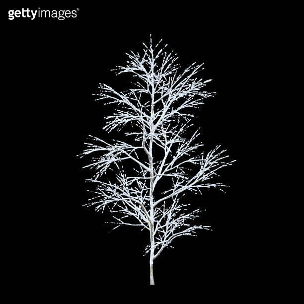 Snow coverd tree on black background and clipping path 이미지 (1186664871 ...