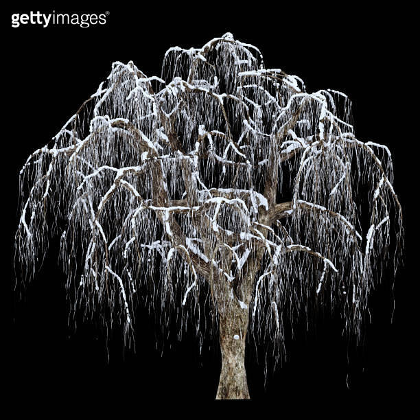 Snow coverd tree on black background and clipping path 이미지 (1186666038 ...
