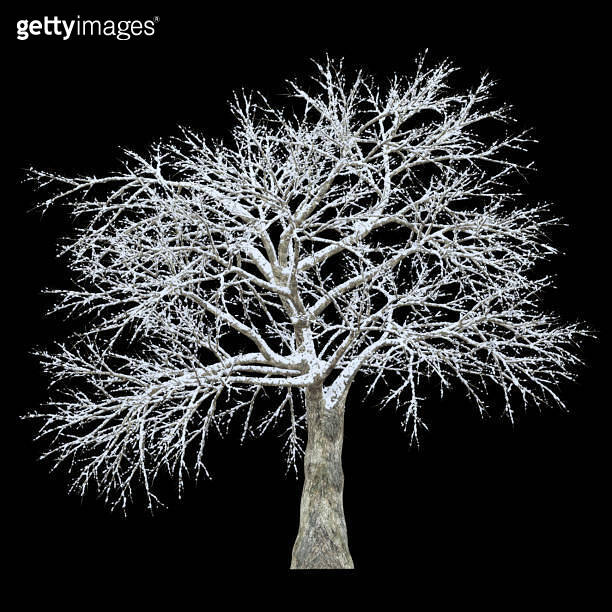 Snow coverd tree on black background and clipping path 이미지 (1186667474 ...