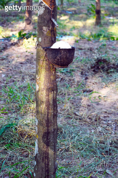 Latex dripping from a rubber tree, collecting latex by Rubber tapping ...