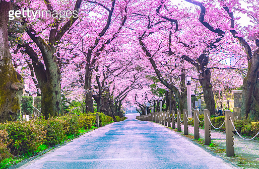 Walking path under the beautiful sakura tree or cherry tree tunnel in ...