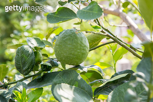 Big green lemon growing on the lemon tree. Grapefruit on the tree ...