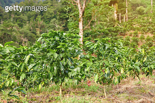 Growing coffee on farm plantation 이미지 (1169490979) - 게티이미지뱅크