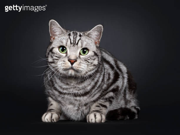 Silver tabby blotched British Shorthair cat on black 이미지 (1176625577 ...