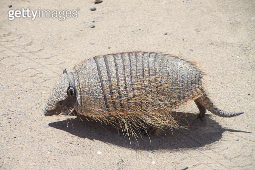 Pichi or dwarf armadillo in natural habitat. Pampas of Argentina ...