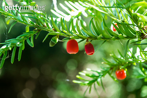 Evergreen tree close up. Yew tree. Green natural pattern. Taxus baccata ...