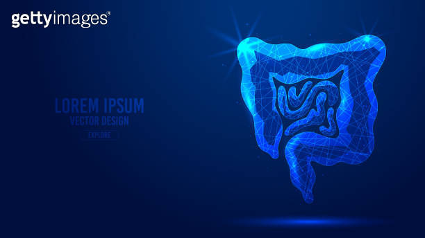 Gastrointestinal tract geometric lines, low poly style wireframe vector ...