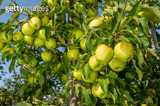 large ripe apples clusters hanging heap on a tree branch in an intense ...