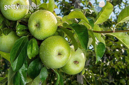 large ripe apples clusters hanging heap on a tree branch in an intense ...