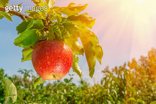 large ripe apples clusters hanging heap on a tree branch in an intense ...
