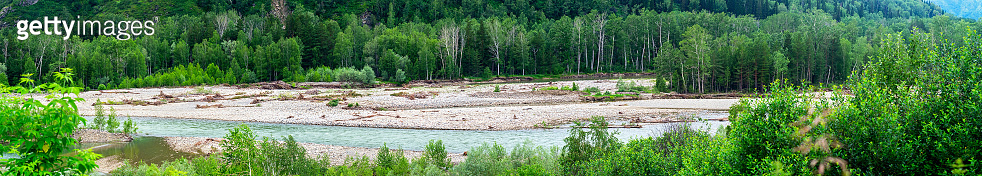 Mountain River with Snags on the River Shallow. Mixed Forest at the ...