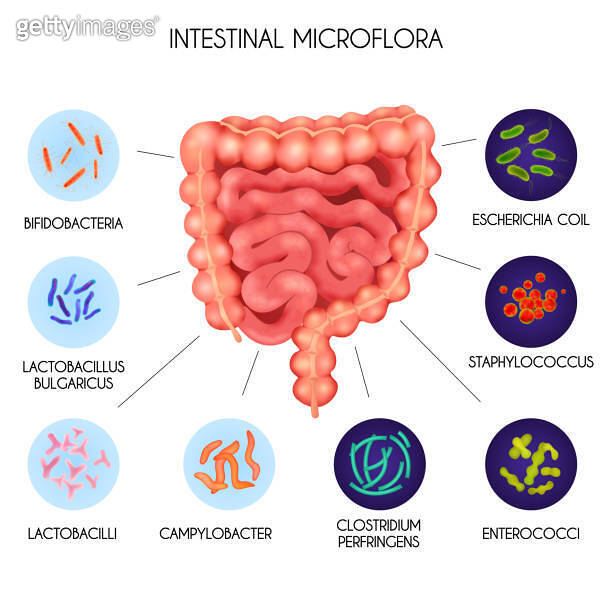 Realistic Human Internal Organs Intestinal Microflora Bacteria ...