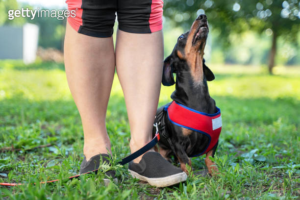 A owner giving a hand signal to a little breed dog dachshund for the ...