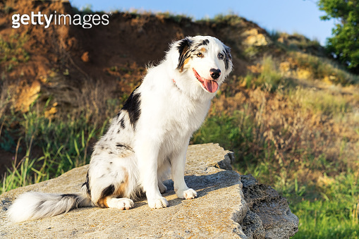Happy Australian Shepherd Aussie dog sitting on a large rock on a ...