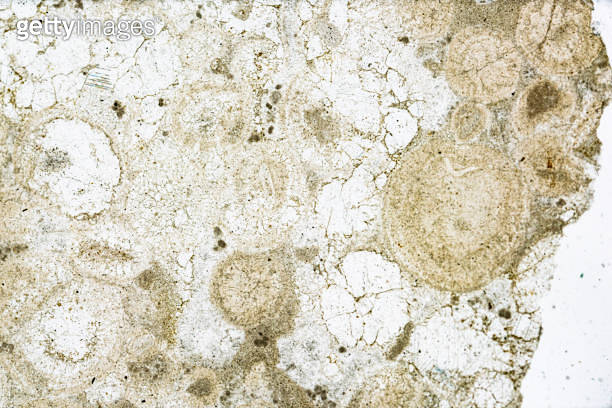 Oolitic limestone mineral microscopy slide under light microscopy 이미지 ...