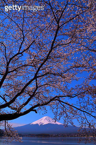Cherry tree and Mt. Fuji of blue sky from Lake Kawaguchi Japan 이미지 ...