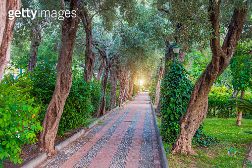 Wild park with a footpath and curved tree trunks. 이미지 (1188687994) - 게티 ...