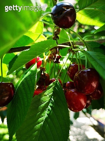 Door County Wisconsin sweet red cherries on cherry tree in orchard for ...