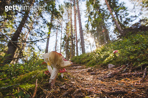 Russula mushrooms near the forest path (1088685346) - 게티이미지뱅크