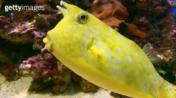 Colorful yellow Longhorn cowfish, Lactoria cornuta, also called horned ...