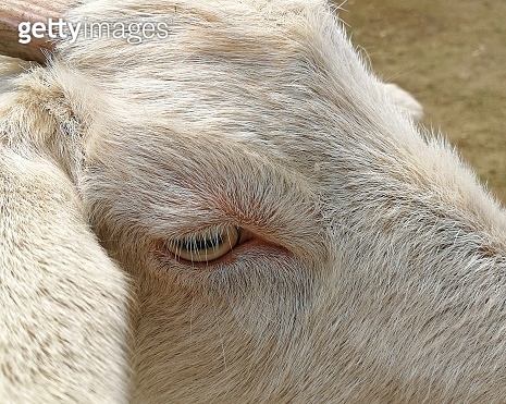 Goat triangle eye pupil and eyelashes close up 이미지 (1173348722) - 게티이미지뱅크