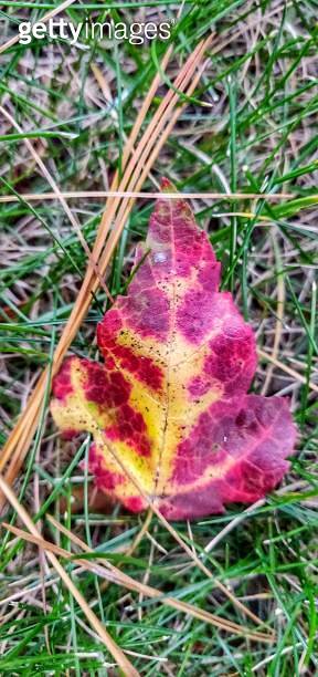 Leaves show first colors of fall 이미지 (1177942692) - 게티이미지뱅크