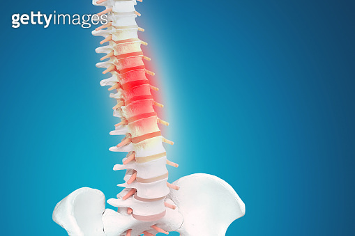 Realistic skeletal human spine and vertebral column or intervertebral ...