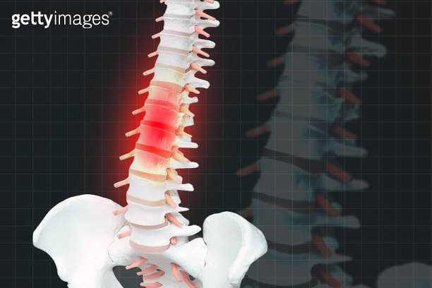Realistic skeletal human spine and vertebral column or intervertebral ...