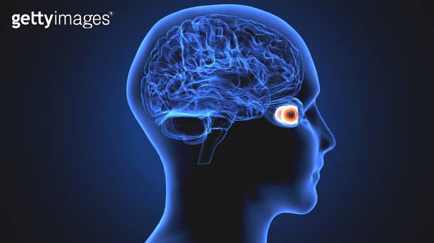 3d rendered medically accurate illustration of a human brain, eyes and ...