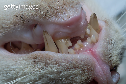 old cat with caries teeth (1134020434) - 게티이미지뱅크
