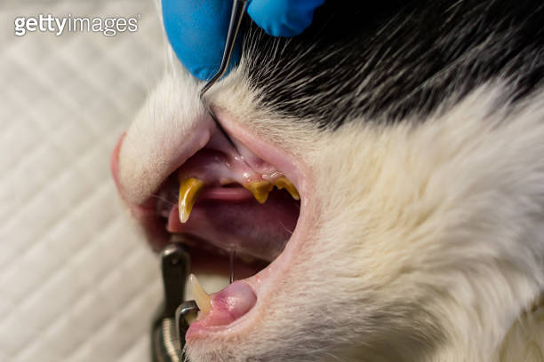 Cat teeth with bacterial plaque at the veterinary clinic before ...