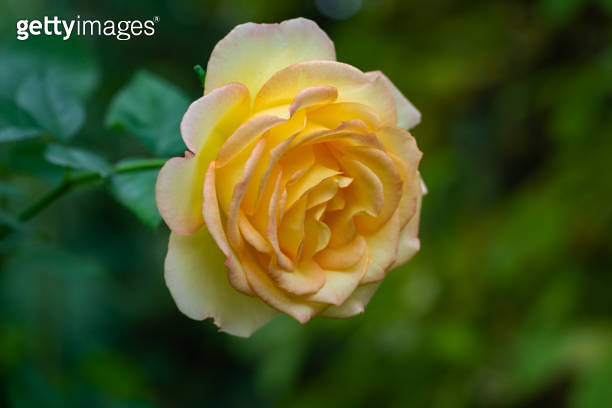 Amazing color combination of orange rose Versilia. Close-up of ...