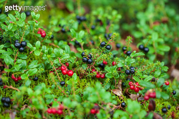 Northern berry, Cranberry,foxberry (Lingonberry), macro. 이미지 ...