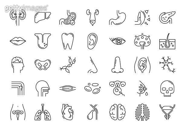 Large set of linear vector icons of human organs (1181404930) - 게티이미지뱅크
