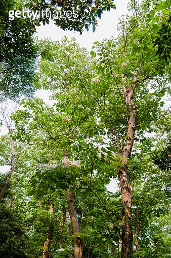 Beautiful white tung tree flower（Vernicia fordii usually known as the ...