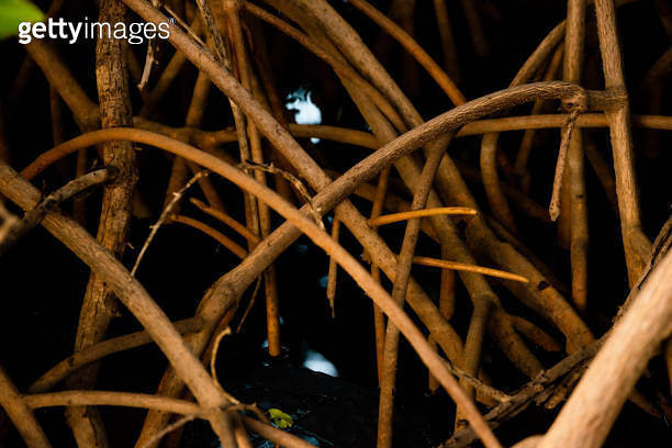 Abstract Florida Mangrove Roots Growing in Water 이미지 (1096579172) - 게티이미지뱅크