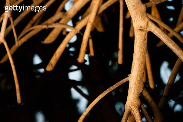 Abstract Florida Mangrove Roots Growing in Water (1096578196) - 게티이미지뱅크