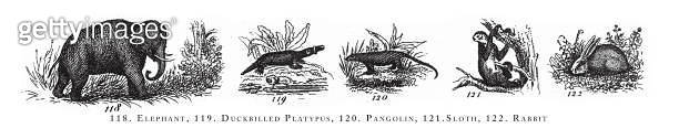 Elephant, Duckbilled Platypus, Pangolin, Sloth, Rabbit, Classification ...